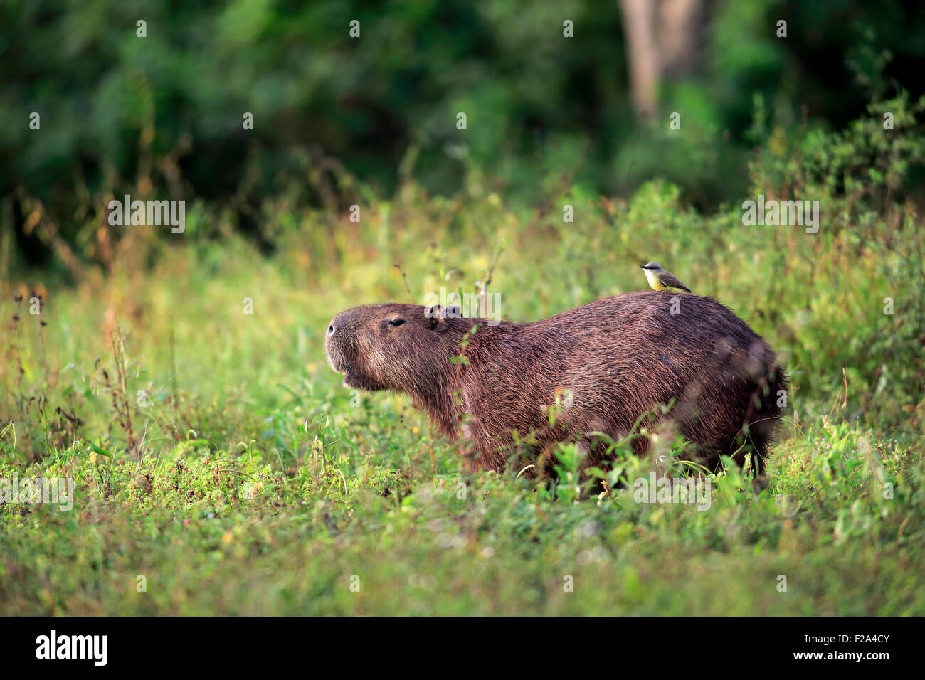 Capybara (Hydrochoerus hydrochaeris), adult, on the land, with a lesser ...