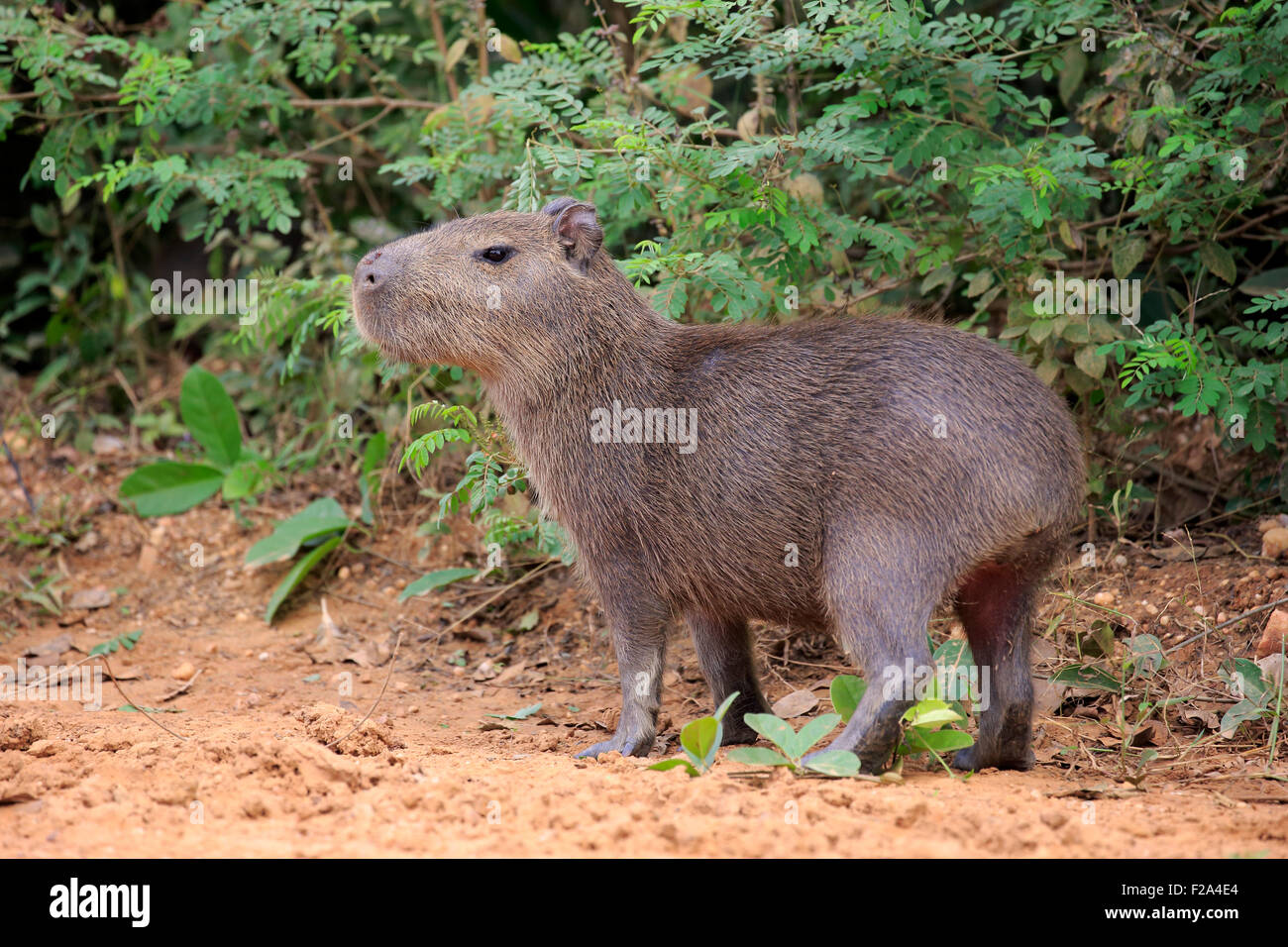 Capybara (Hydrochoerus hydrochaeris), young animal, on land, Pantanal ...