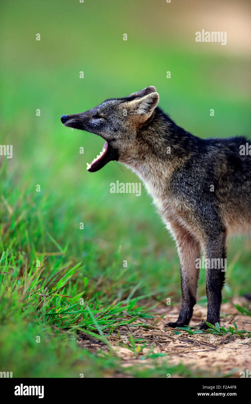 Crab-eating fox (Cerdocyon thous), adult, yawning, mouth wide open ...