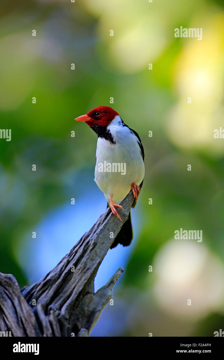 Yellow-billed cardinal (Paroaria capitata), adult on the lookout ...