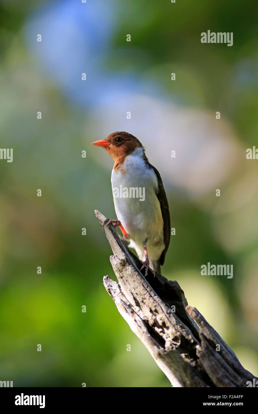 Yellow-billed cardinal (Paroaria capitata), young bird on the lookout ...