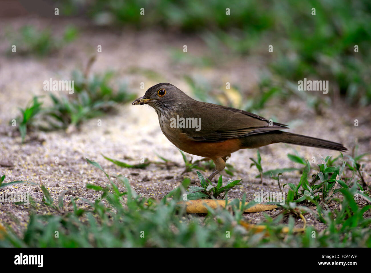 Rufous-bellied thrush (Turdus rufiventris), adult, foraging, Pantanal ...