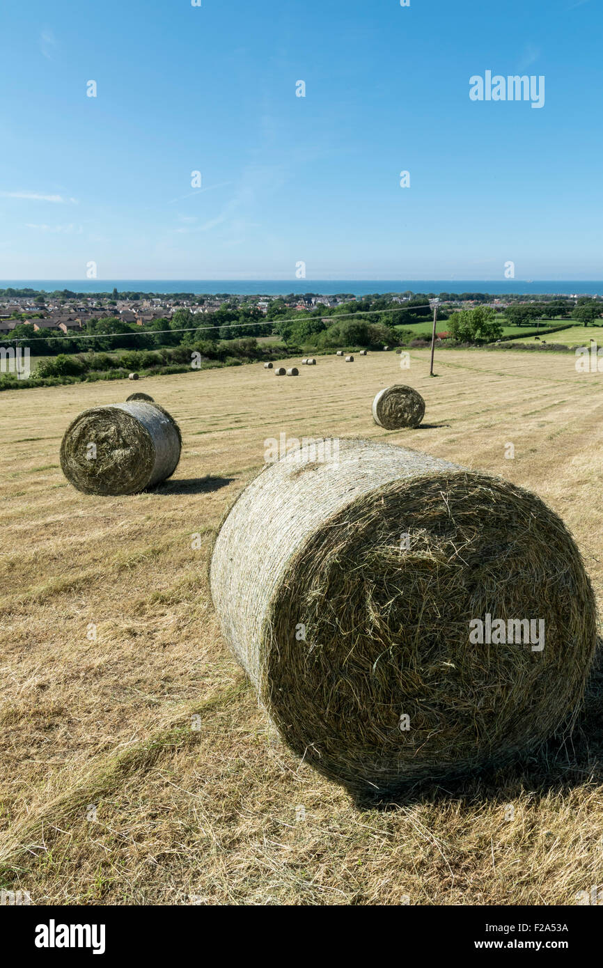 Hay bales drying in the sun at Abergele North Wales Stock Photo - Alamy