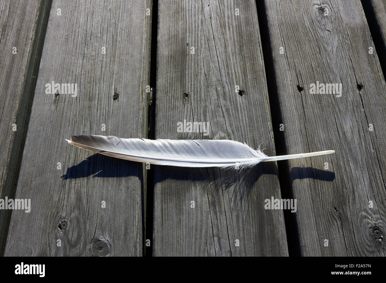 Fallen feather hi-res stock photography and images - Alamy