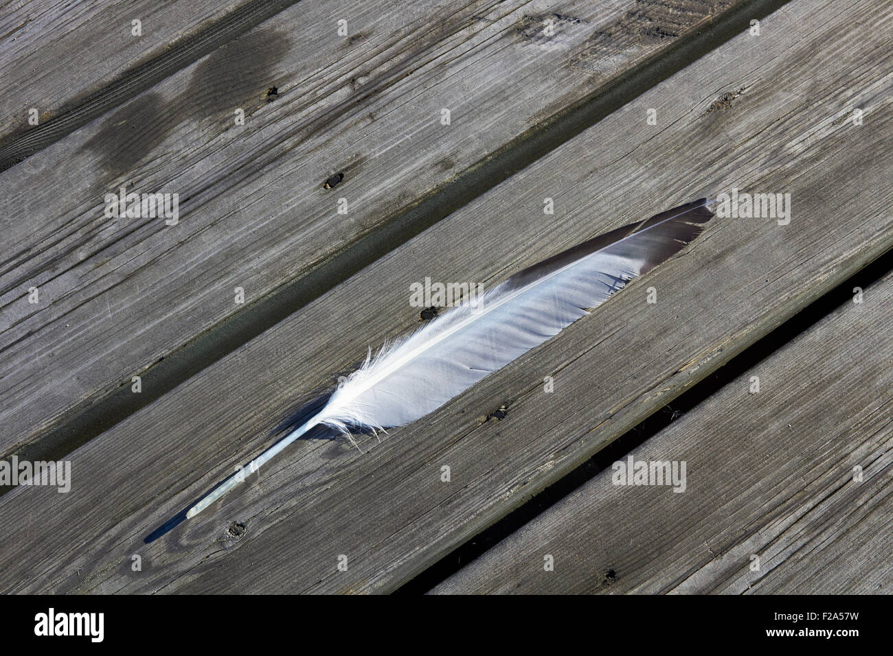 Dropped feather hi-res stock photography and images - Alamy