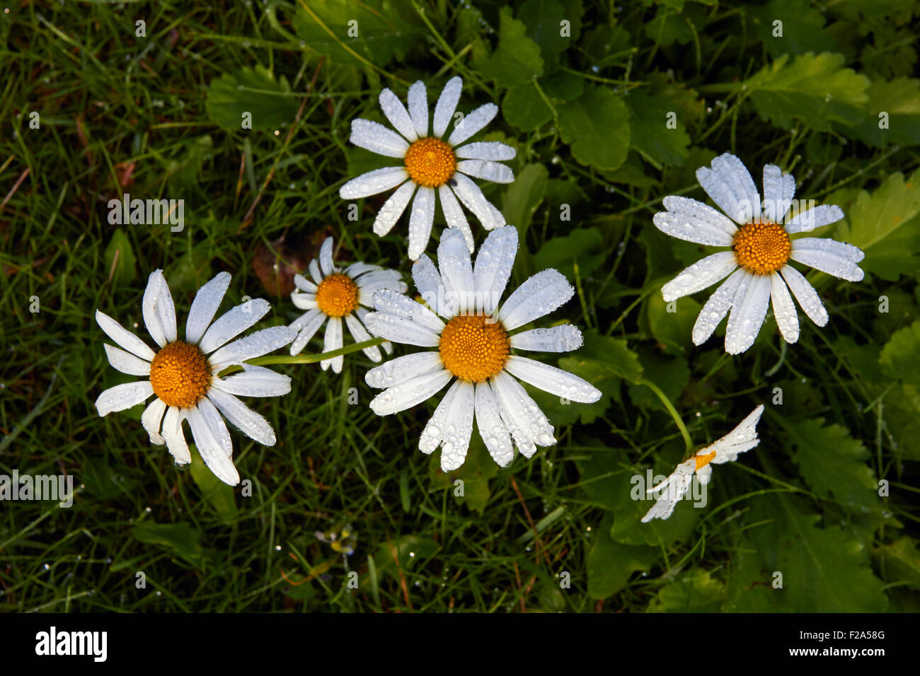 Leucanthemum vulgare; Oxeye daisy; common daisy Stock Photo - Alamy