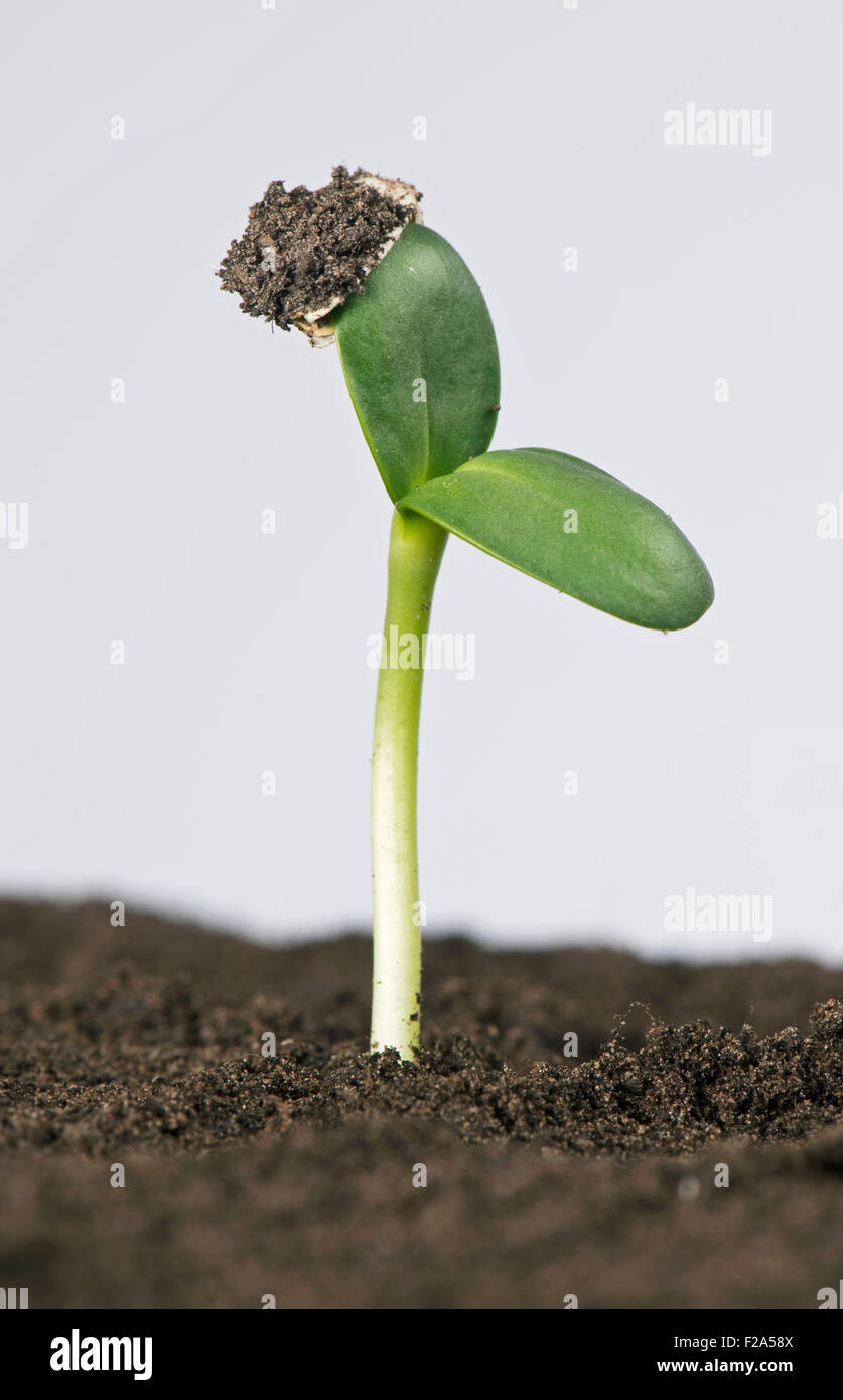 Sunflower seedling with cotyledons expanding but retaining the seed ...