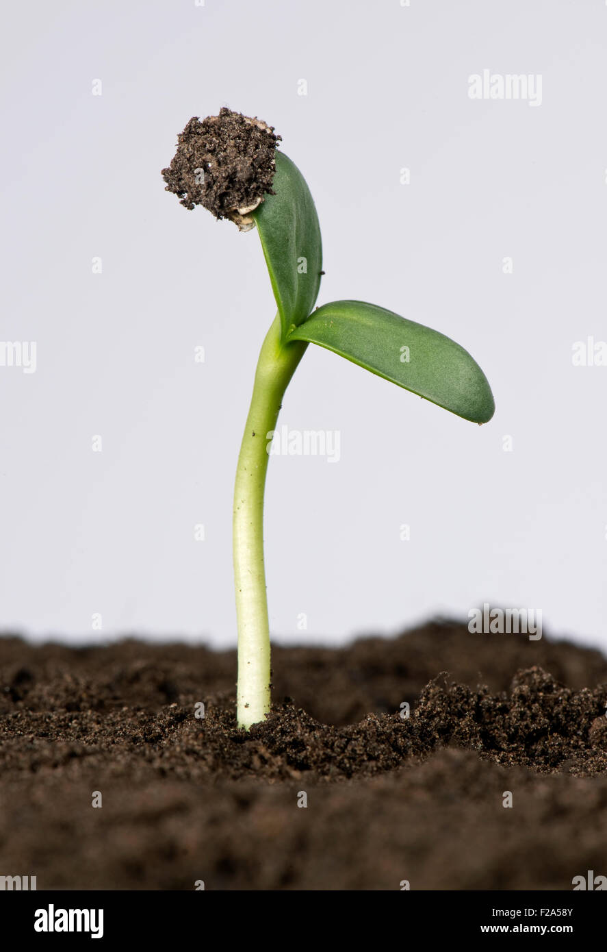 Sunflower seedling with cotyledons expanding but retaining the seed ...