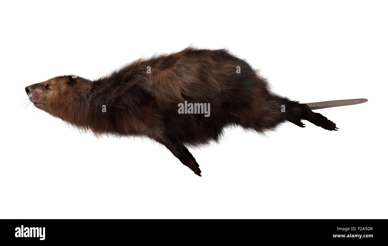 3D digital render of a beaver swimming isolated on white background ...