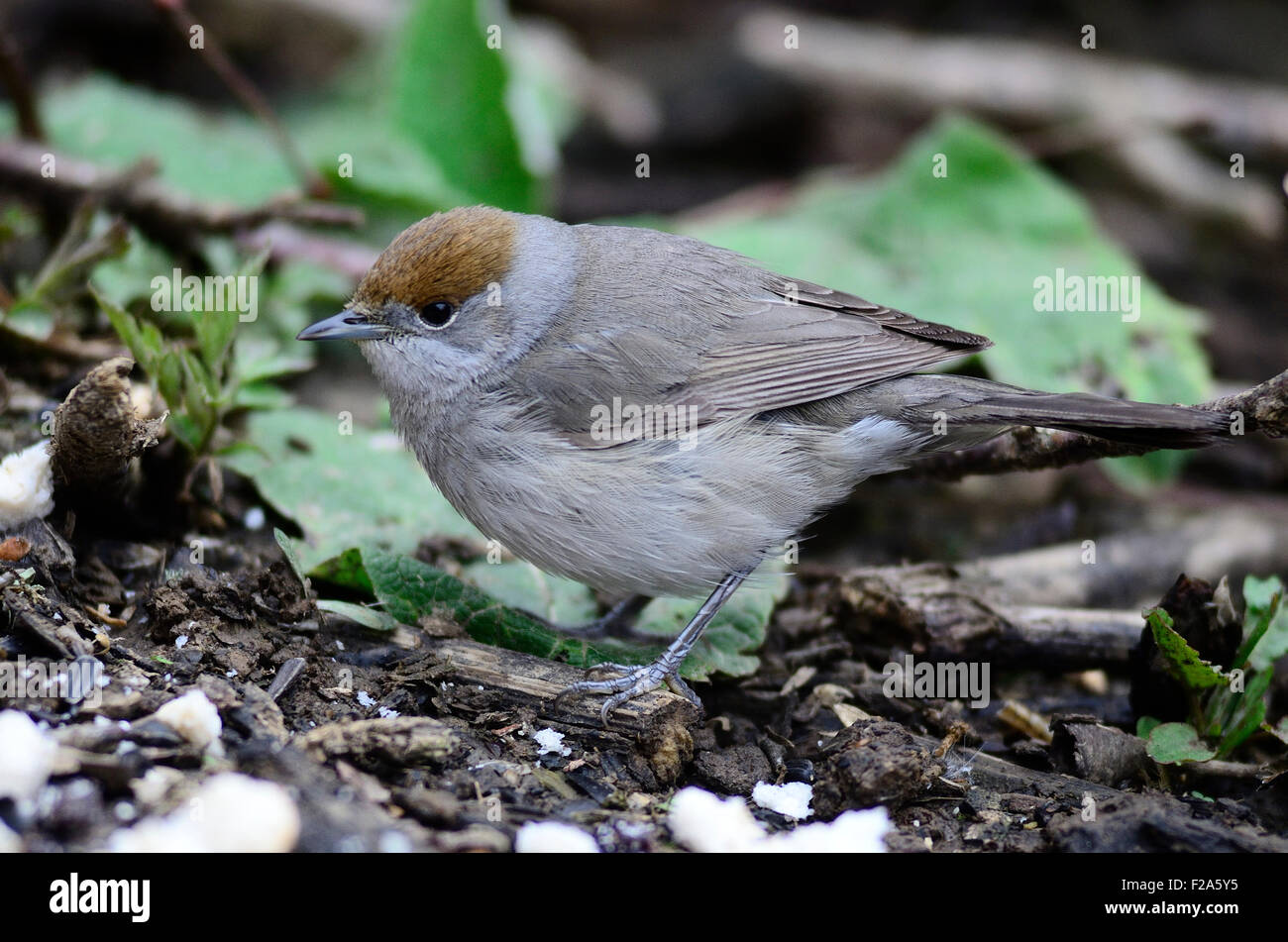 Female blackcap hi-res stock photography and images - Alamy