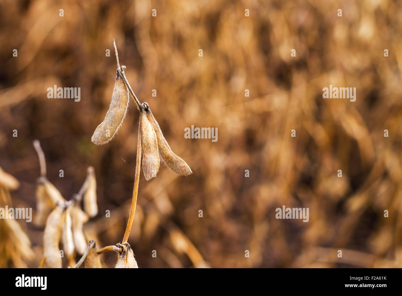 Harvest ready soy bean cultivated agricultural field, organic farming ...