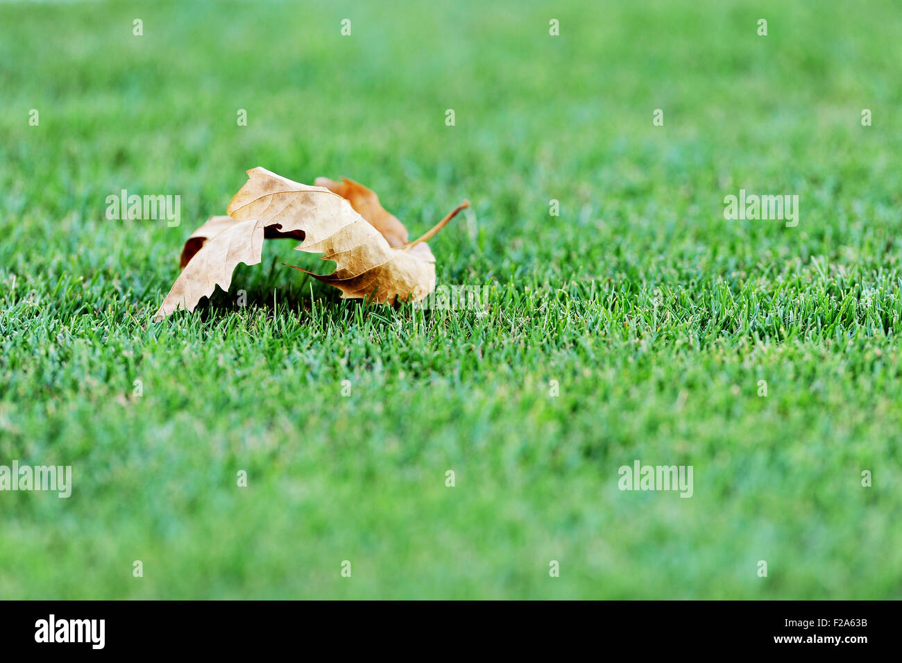 One leave hi-res stock photography and images - Alamy