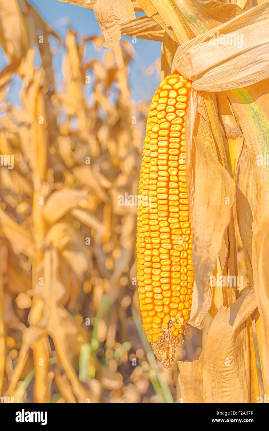Corn field, harvest ready mature corn cob ear on stalk in cultivated ...
