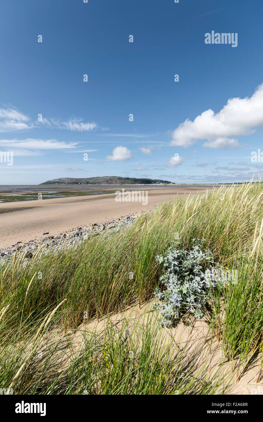 Morfa Conwy beach dunes on the North Wales Coast looking towards The ...