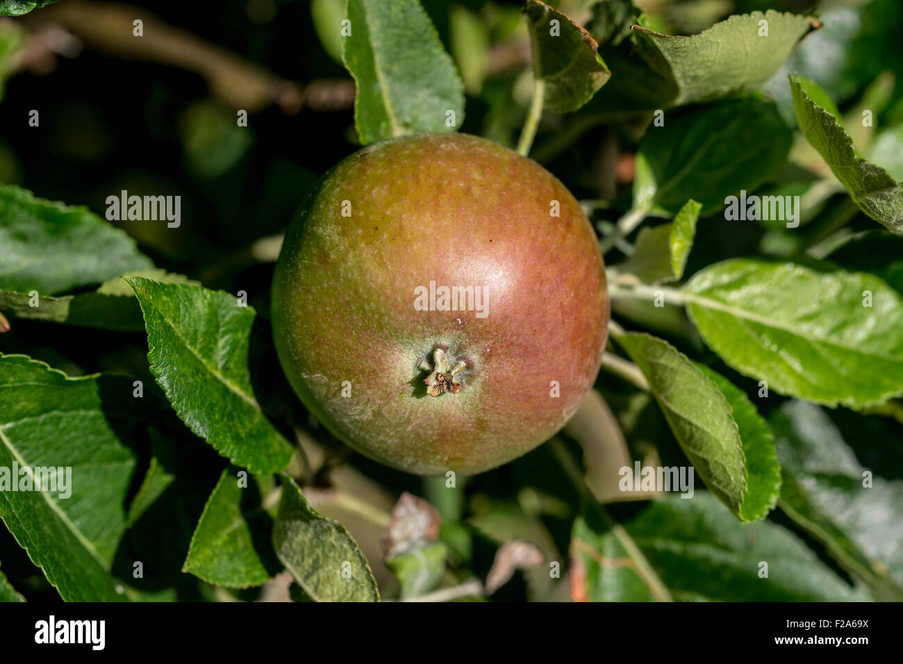 Family apple tree hi-res stock photography and images - Alamy