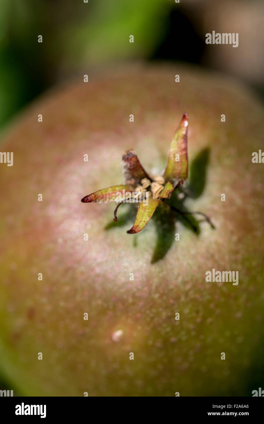 Apple family tree hi-res stock photography and images - Alamy