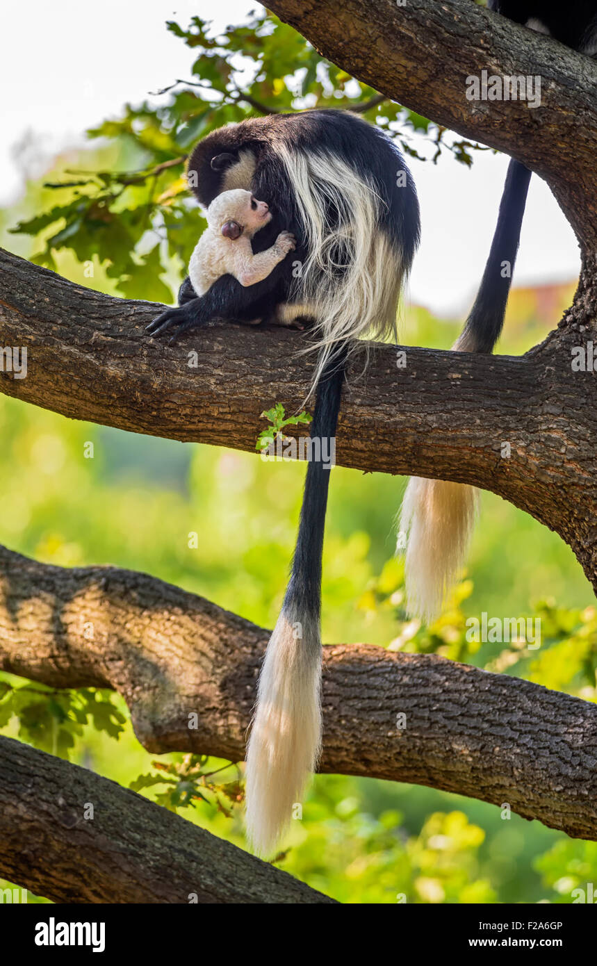 Mantled guereza (Colobus guereza) hugging its baby Stock Photo - Alamy