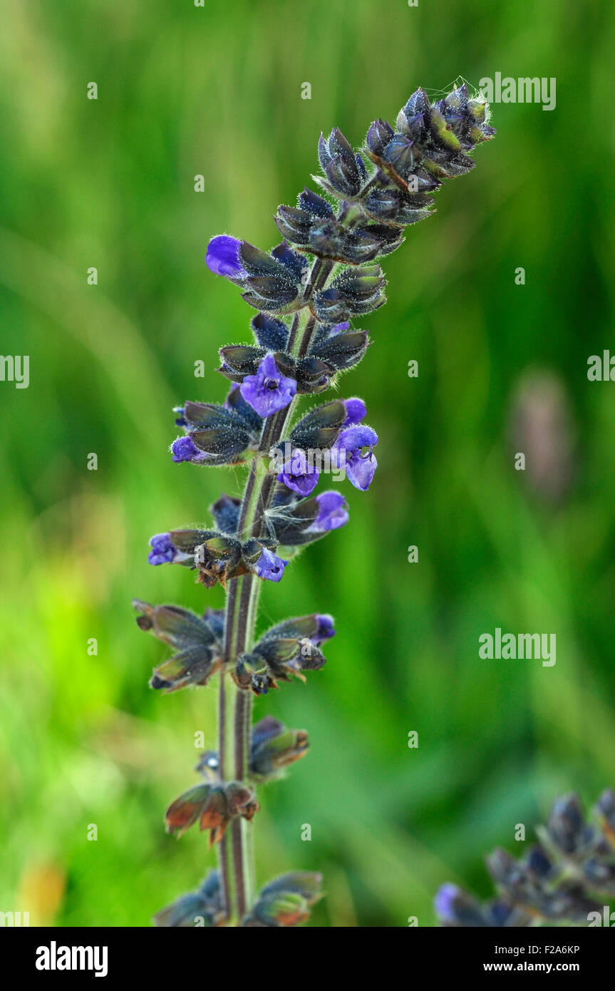 Wild clary flowers in bloom. Dorset, UK June 2010 Stock Photo - Alamy
