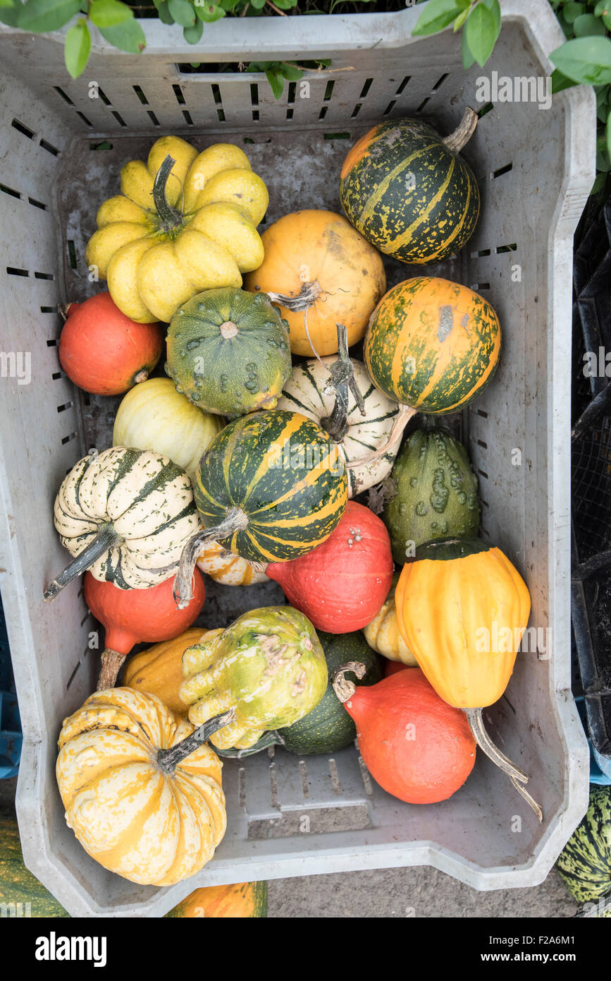 Sunshine variety squash hi-res stock photography and images - Alamy