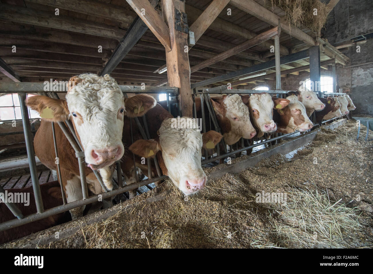 Bull in stable hi-res stock photography and images - Alamy