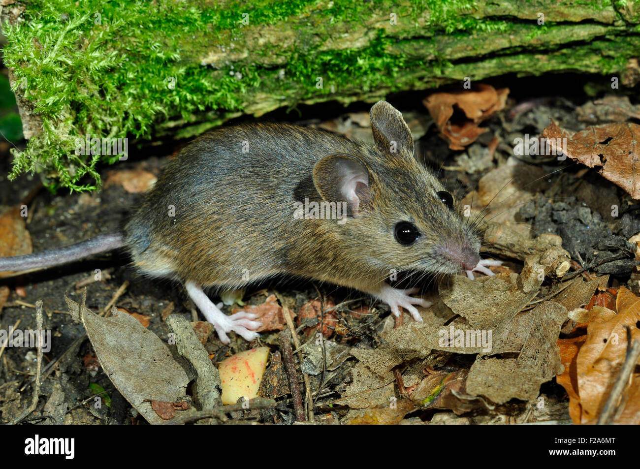 wood mouse apodemus sylvaticus Stock Photo - Alamy