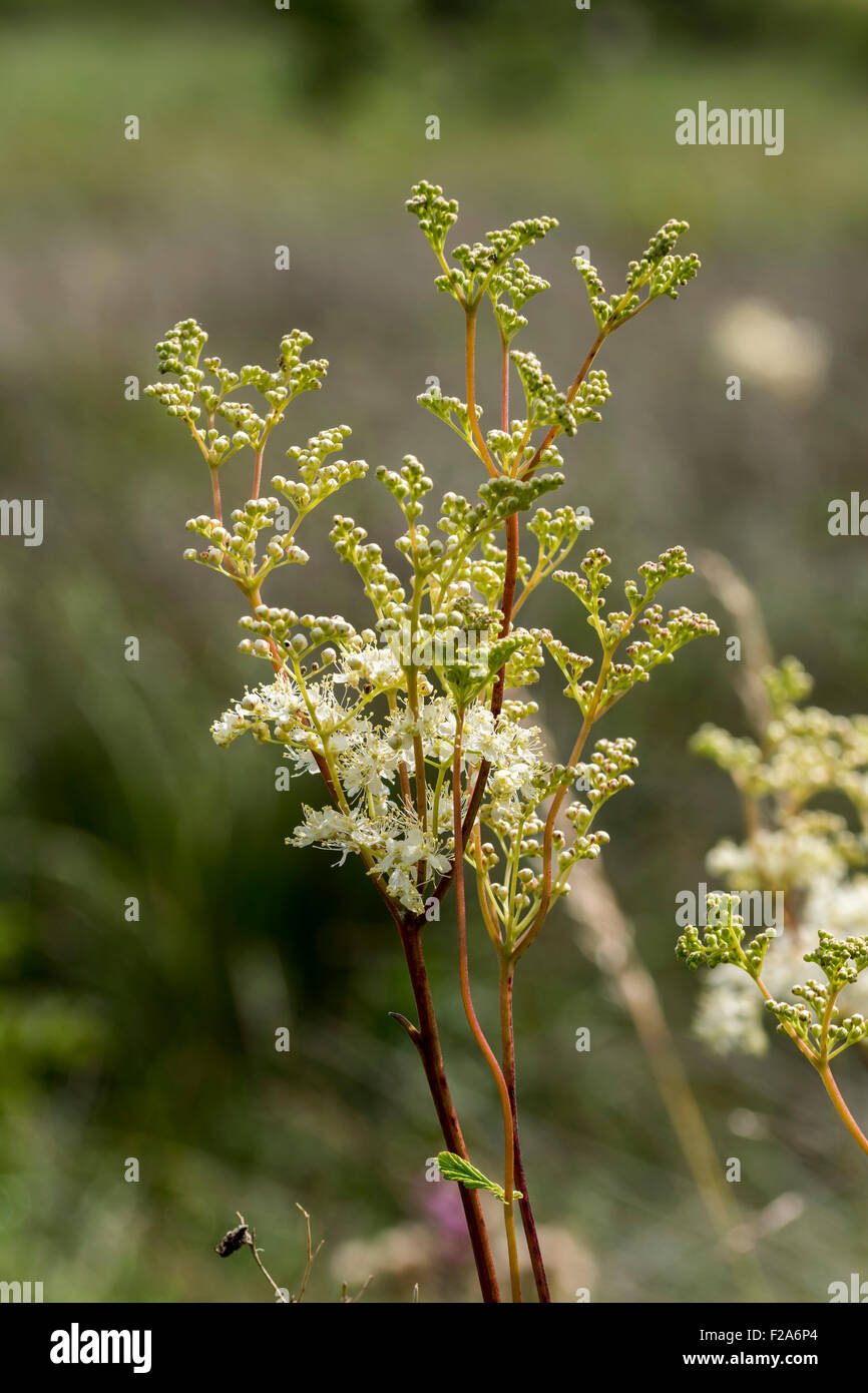 Meadowsweet Filipendula ulmaria Stock Photo - Alamy