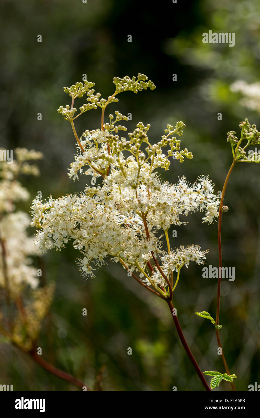 Meadowsweet Filipendula ulmaria Stock Photo - Alamy