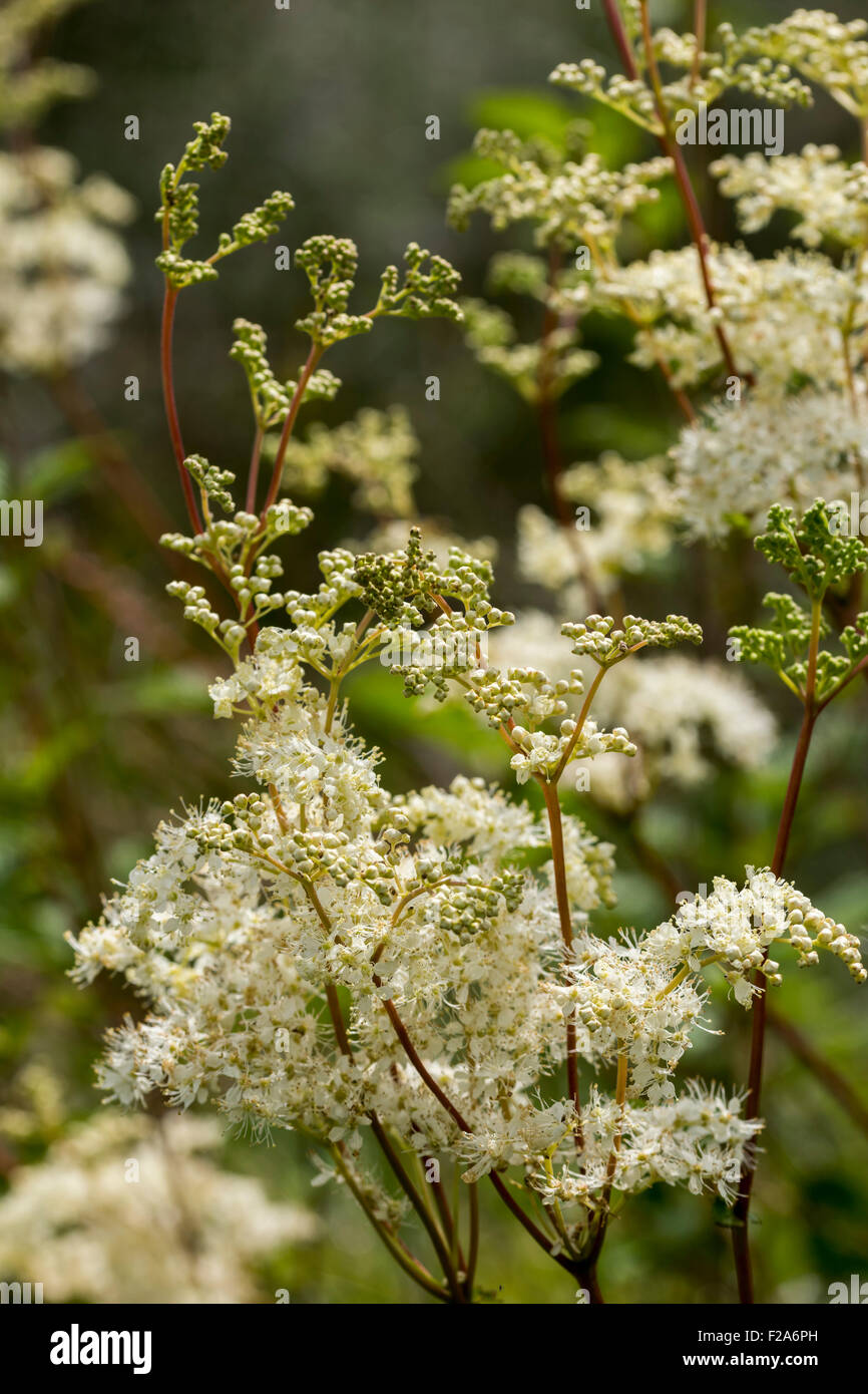 Meadowsweet Filipendula ulmaria Stock Photo - Alamy