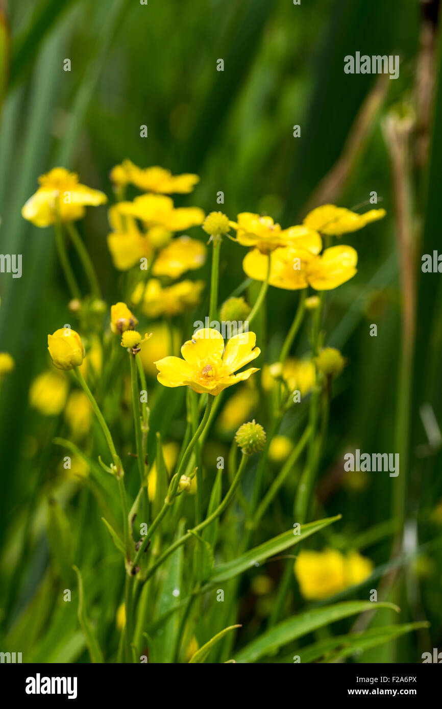 Greater Spearwort Ranunculus lingua Stock Photo - Alamy