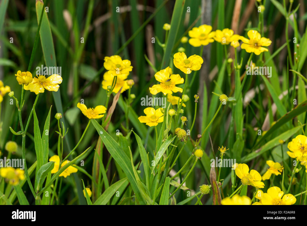 Lingua ranunculus hi-res stock photography and images - Alamy
