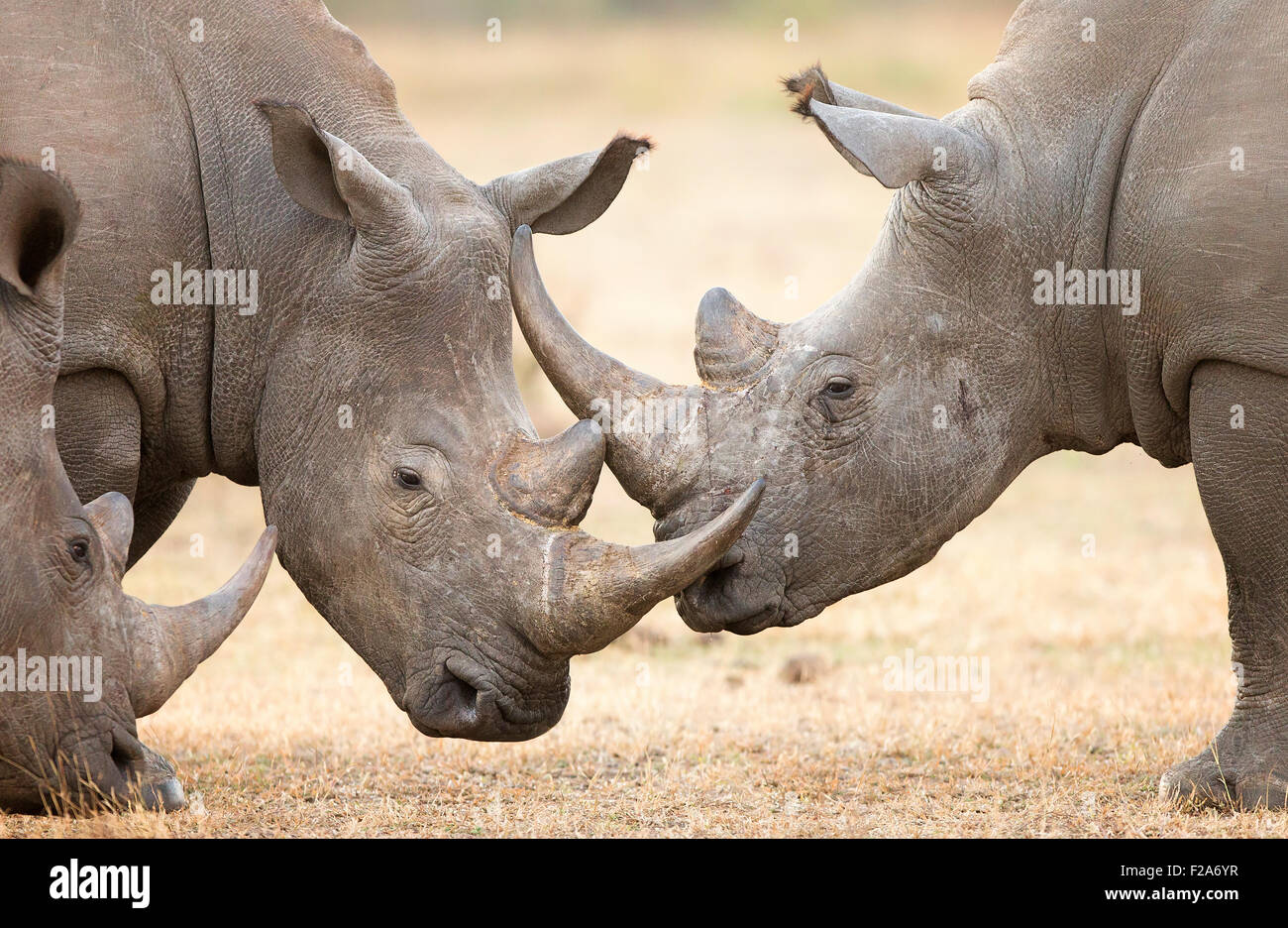 Rhinoceros two horns hi-res stock photography and images - Alamy