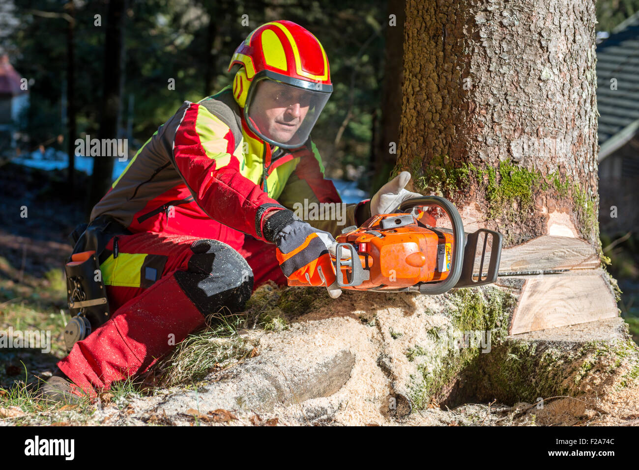 Lumberjack cutting tree in forest hi-res stock photography and images ...