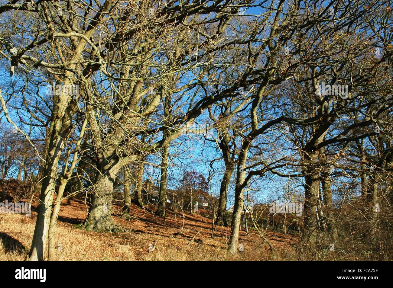 autumn trees in berkshire Stock Photo - Alamy