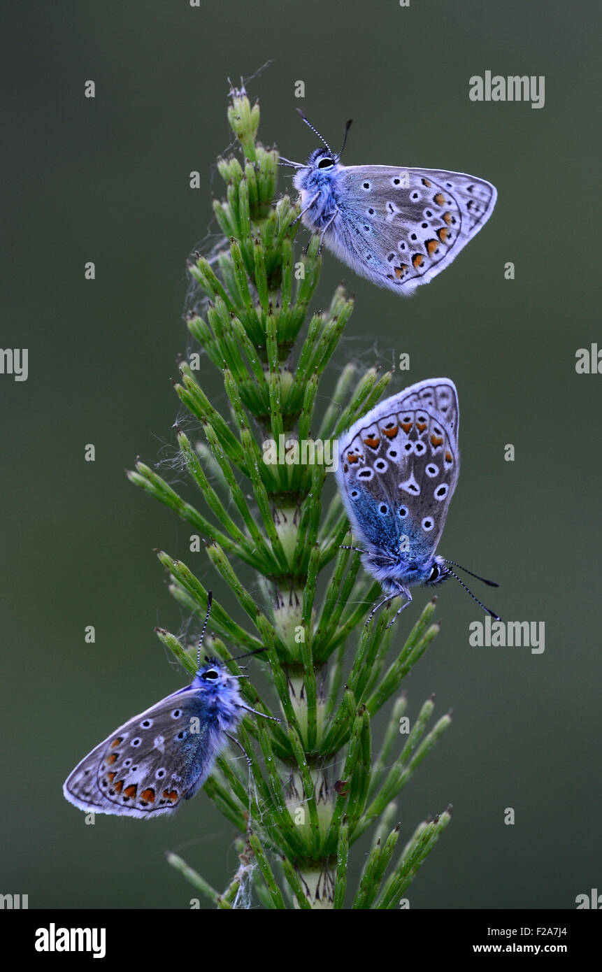 Three butterfly hi-res stock photography and images - Alamy