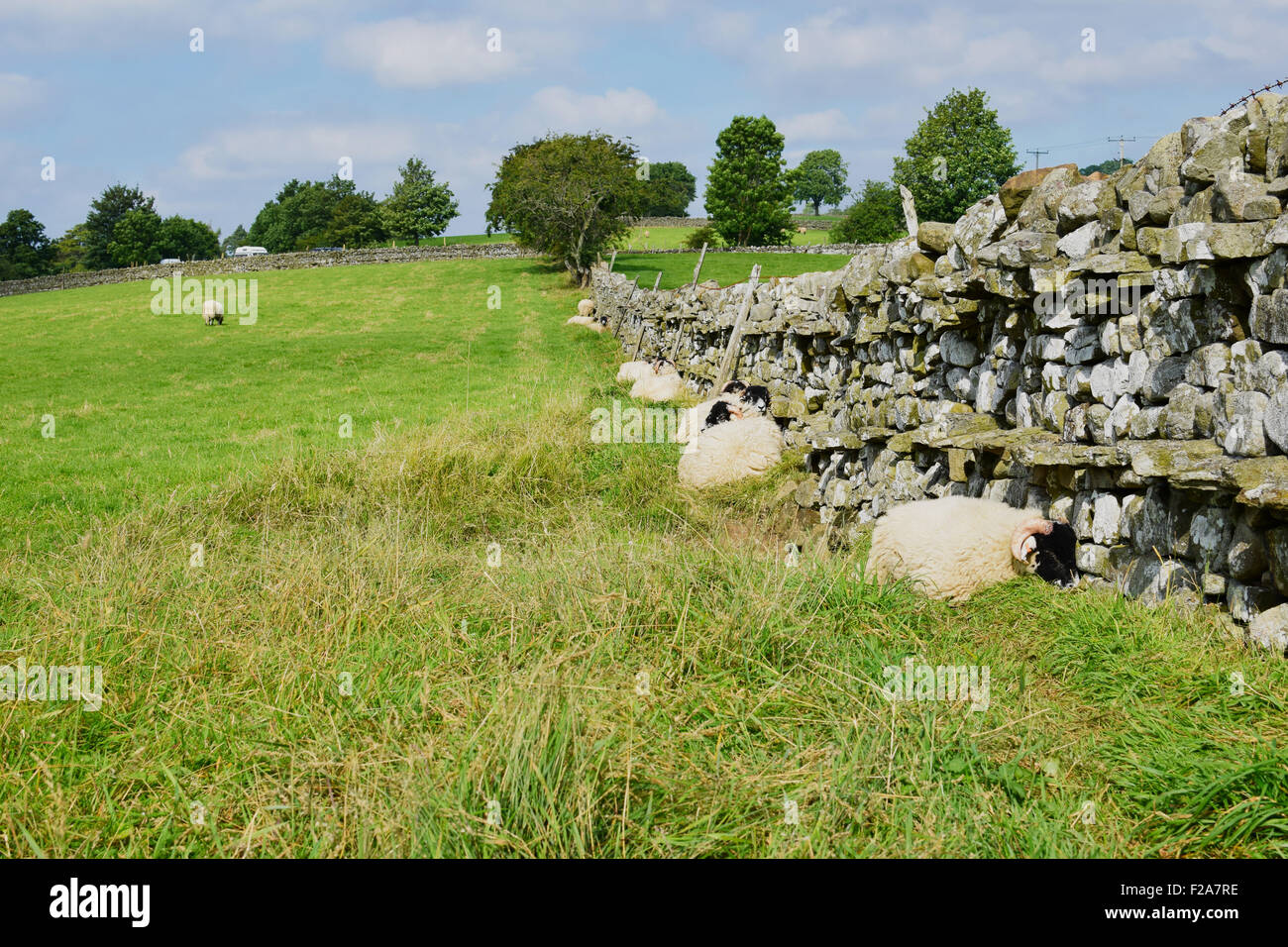 Dry stone wall sheep hi-res stock photography and images - Alamy