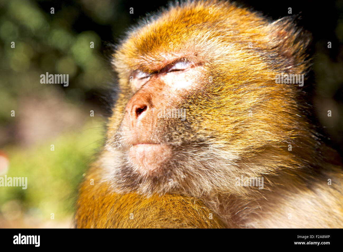 old monkey in africa morocco and natural background fauna close up ...
