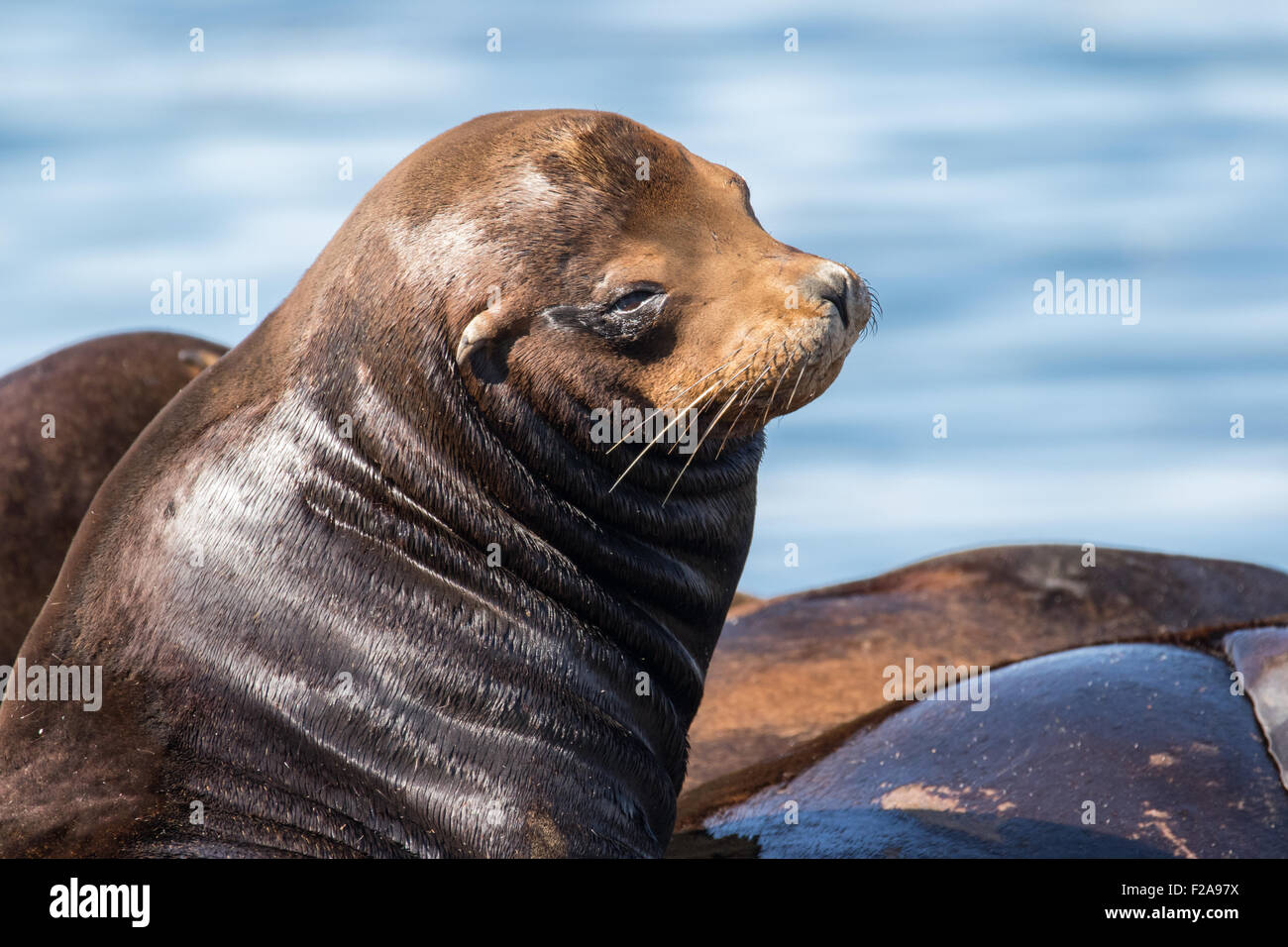 California Sea Lion resting on floating dock Stock Photo - Alamy