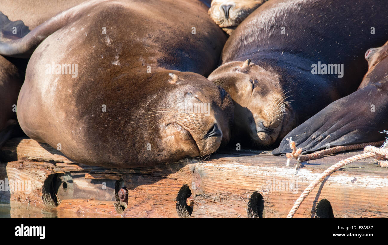 California Sea Lions resting on floating dock Stock Photo - Alamy