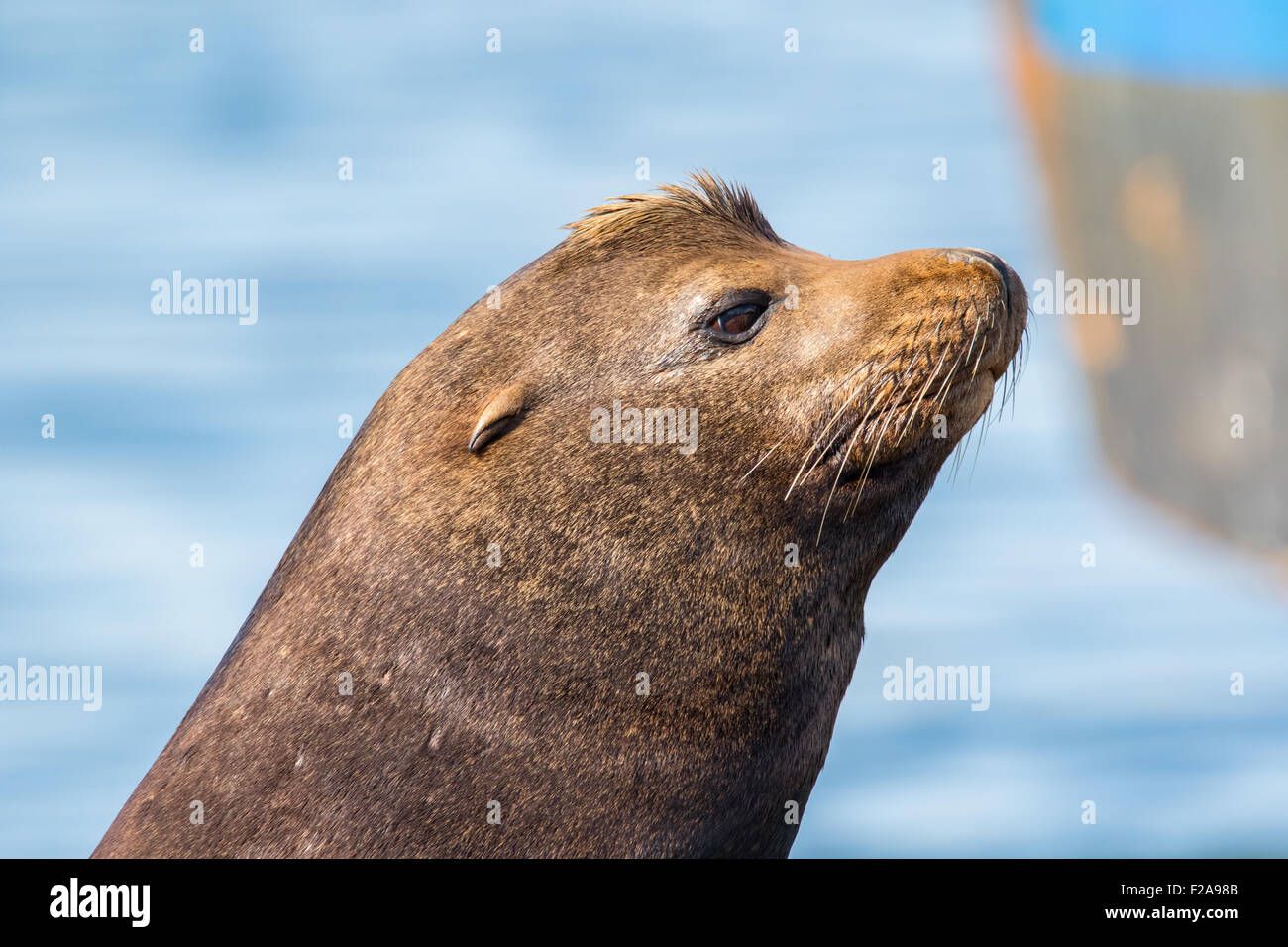 California Sea Lion resting on floating dock Stock Photo - Alamy