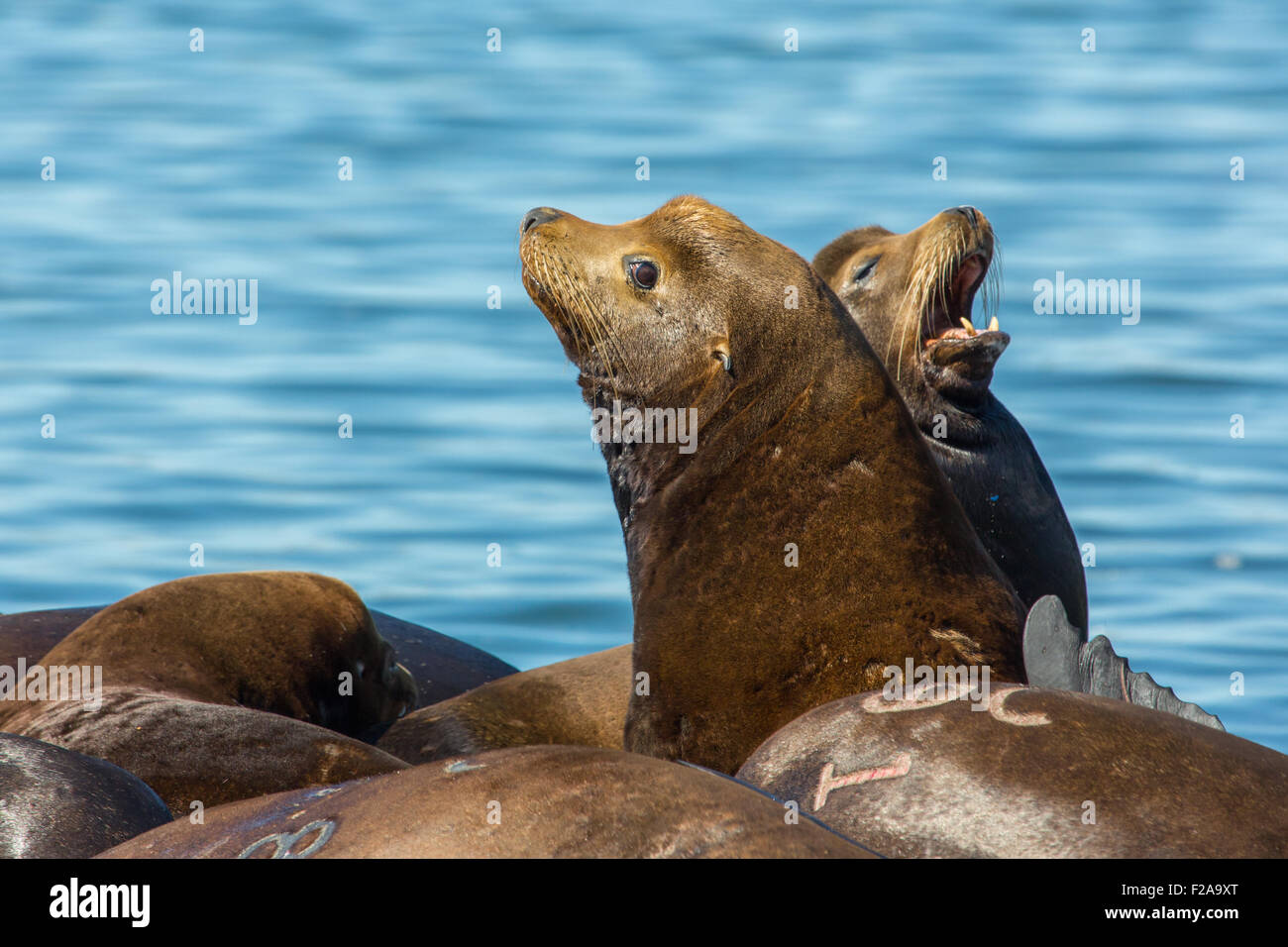 California Sea Lions resting on floating dock Stock Photo - Alamy