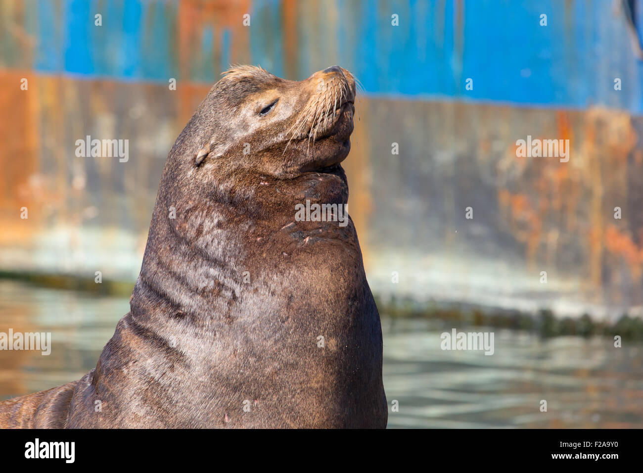 California Sea Lion resting on floating dock Stock Photo - Alamy