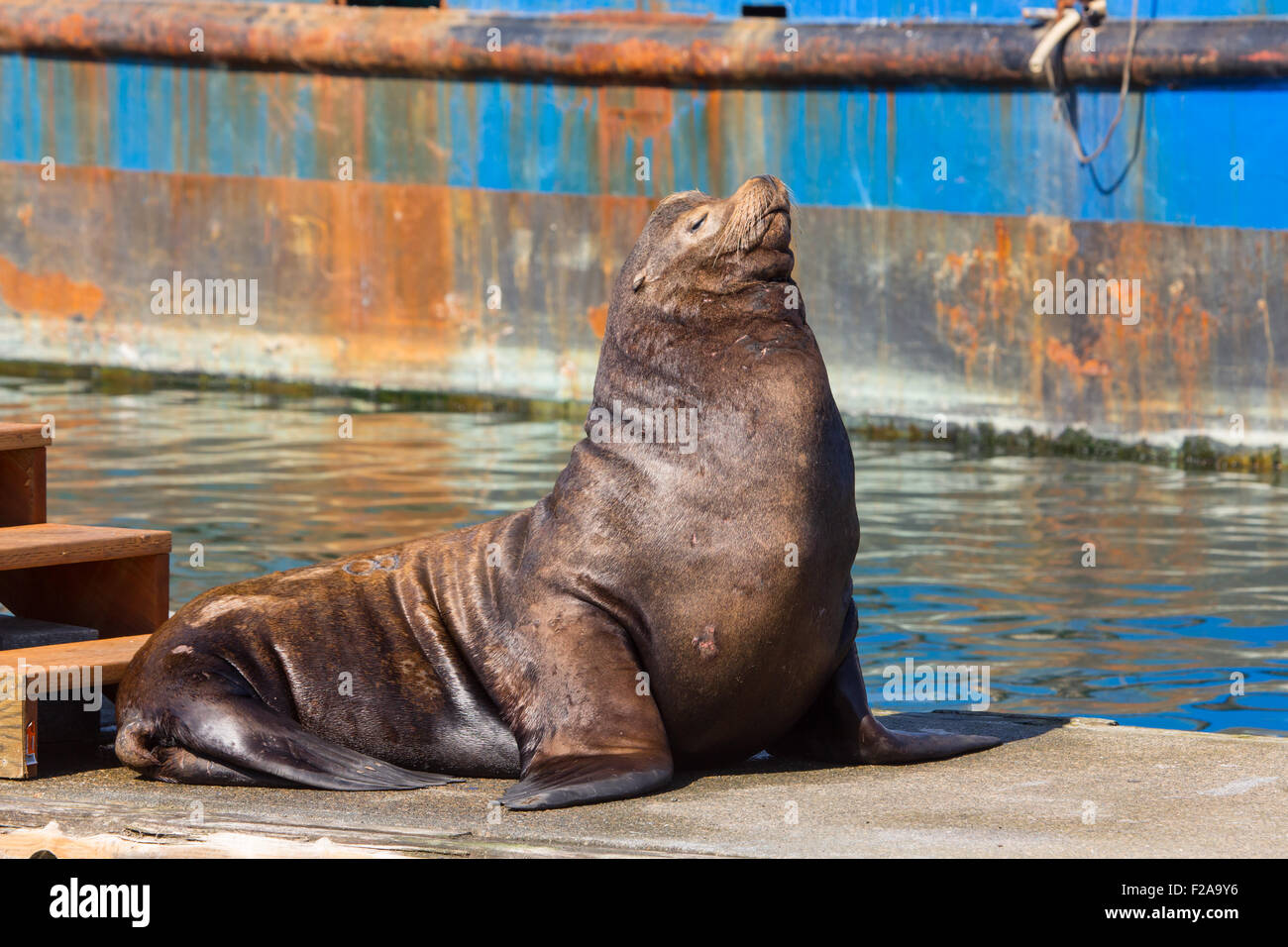 California Sea Lion resting on floating dock Stock Photo - Alamy