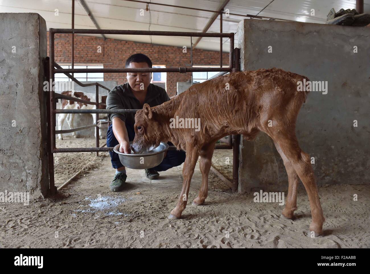Cloned cow hi-res stock photography and images - Alamy