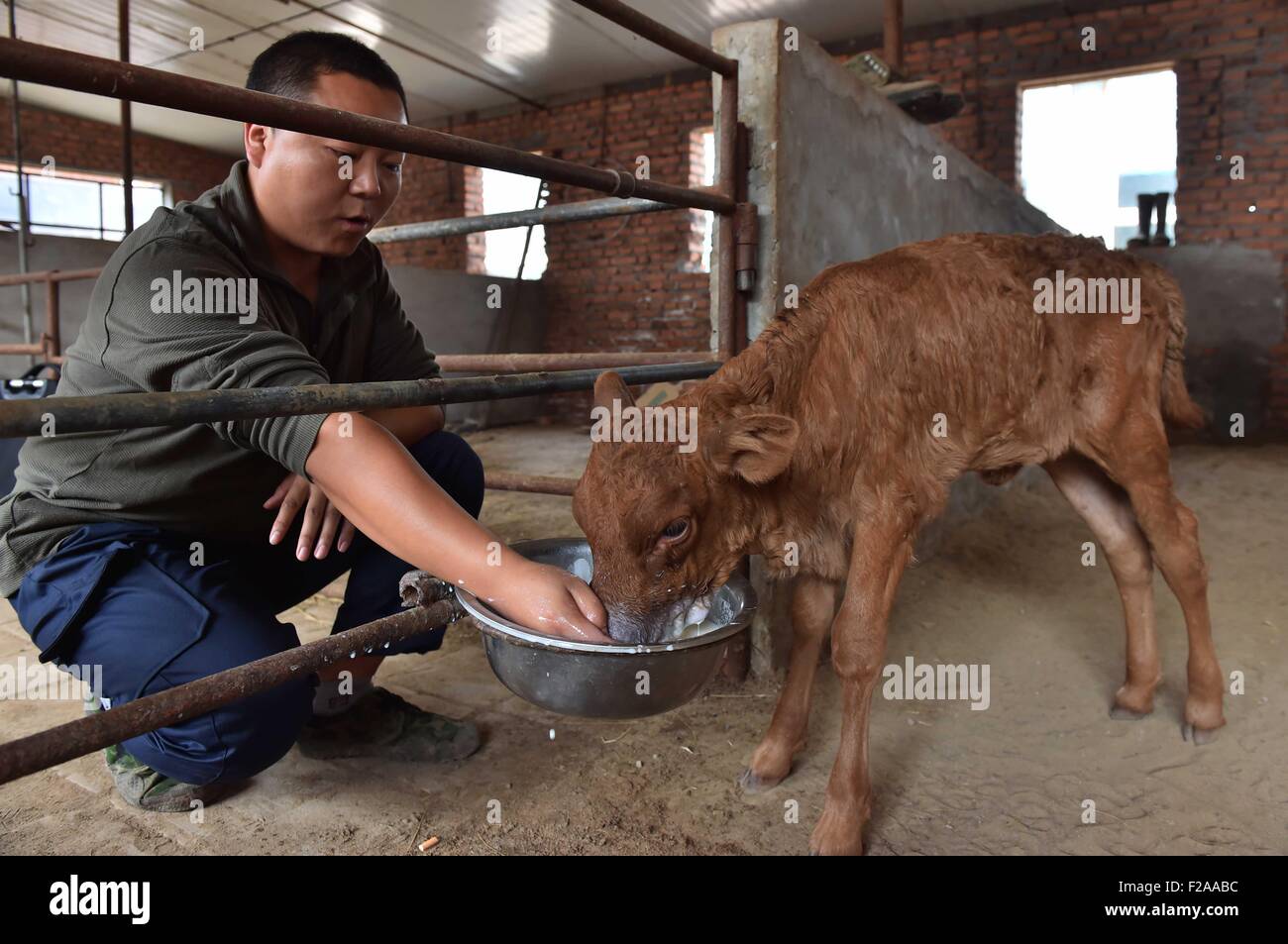 Cloned cow hi-res stock photography and images - Alamy