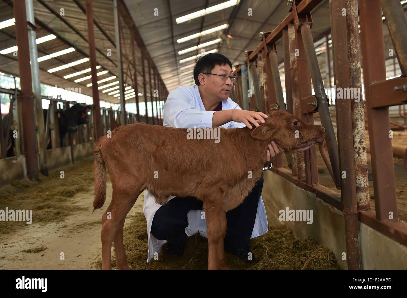 Beijing, China. 15th Sep, 2015. Professor Ni Hemin takes care of the ...
