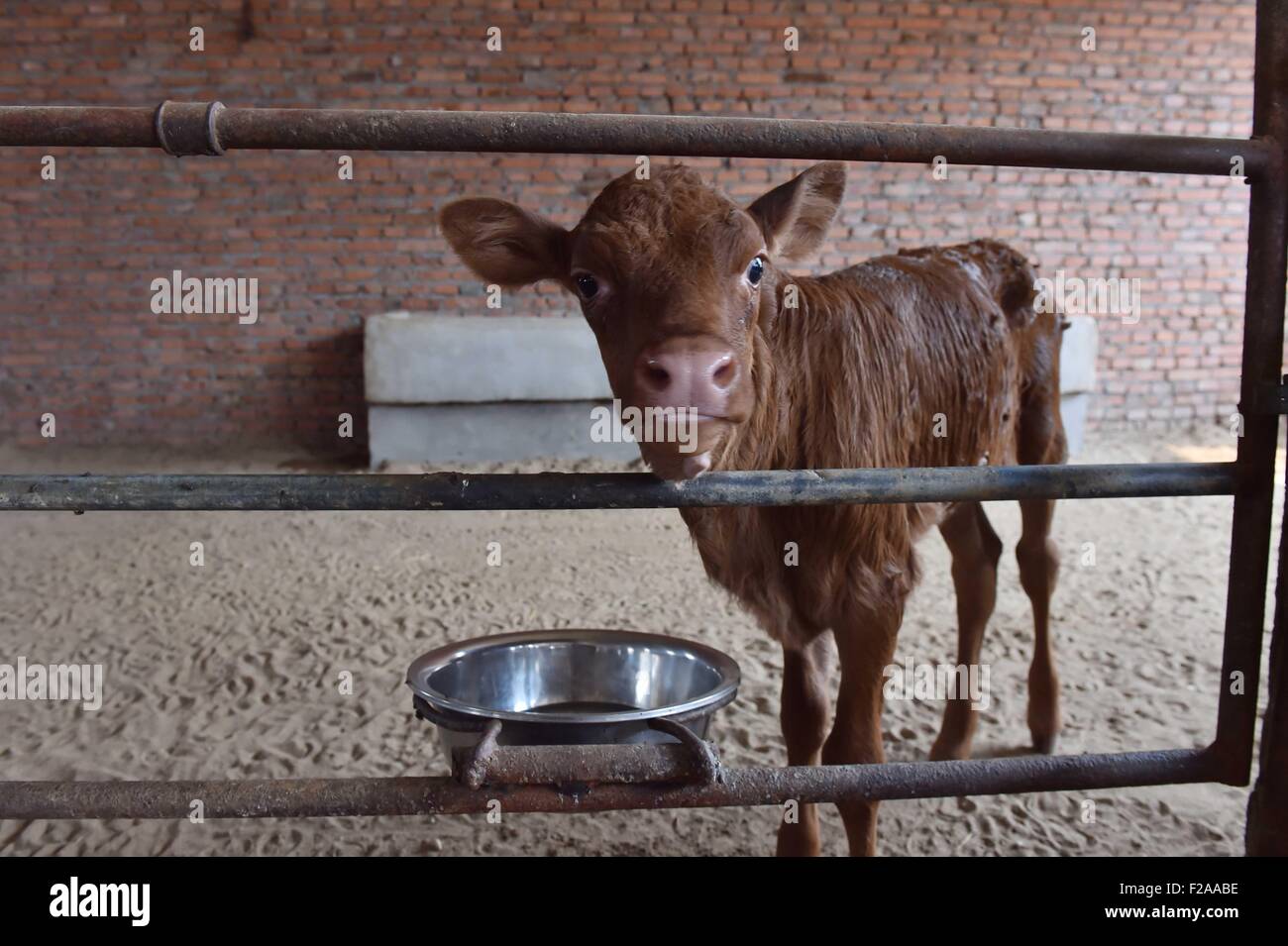 Beijing, China. 15th Sep, 2015. Photo taken on Sept. 15, 2015 shows the ...