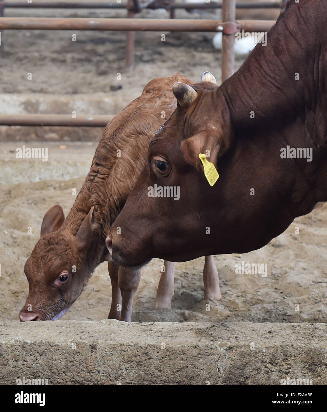 Beijing, China. 15th Sep, 2015. Photo taken on Sept. 15, 2015 shows the ...