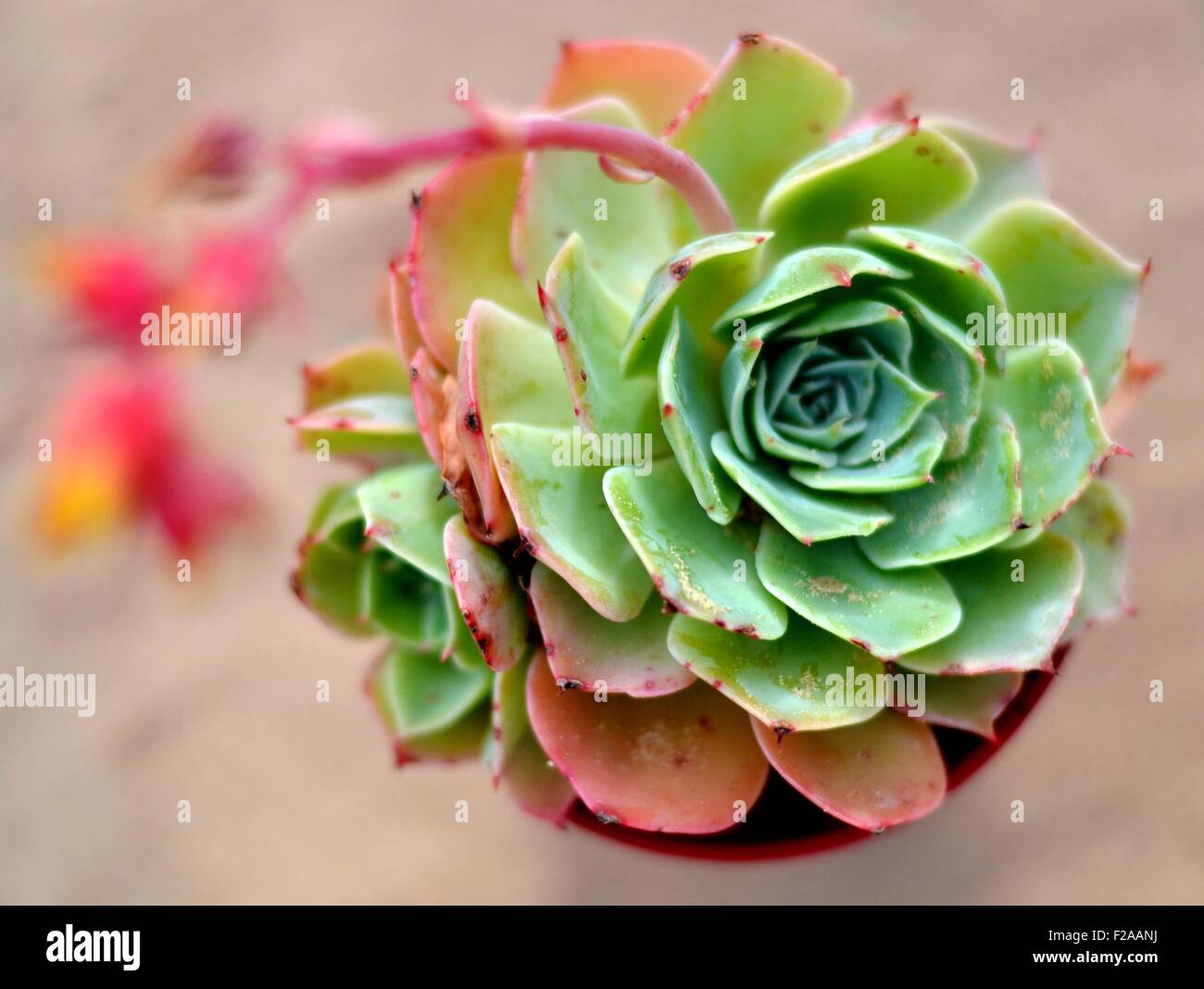 Green and red aeonium hi-res stock photography and images - Alamy