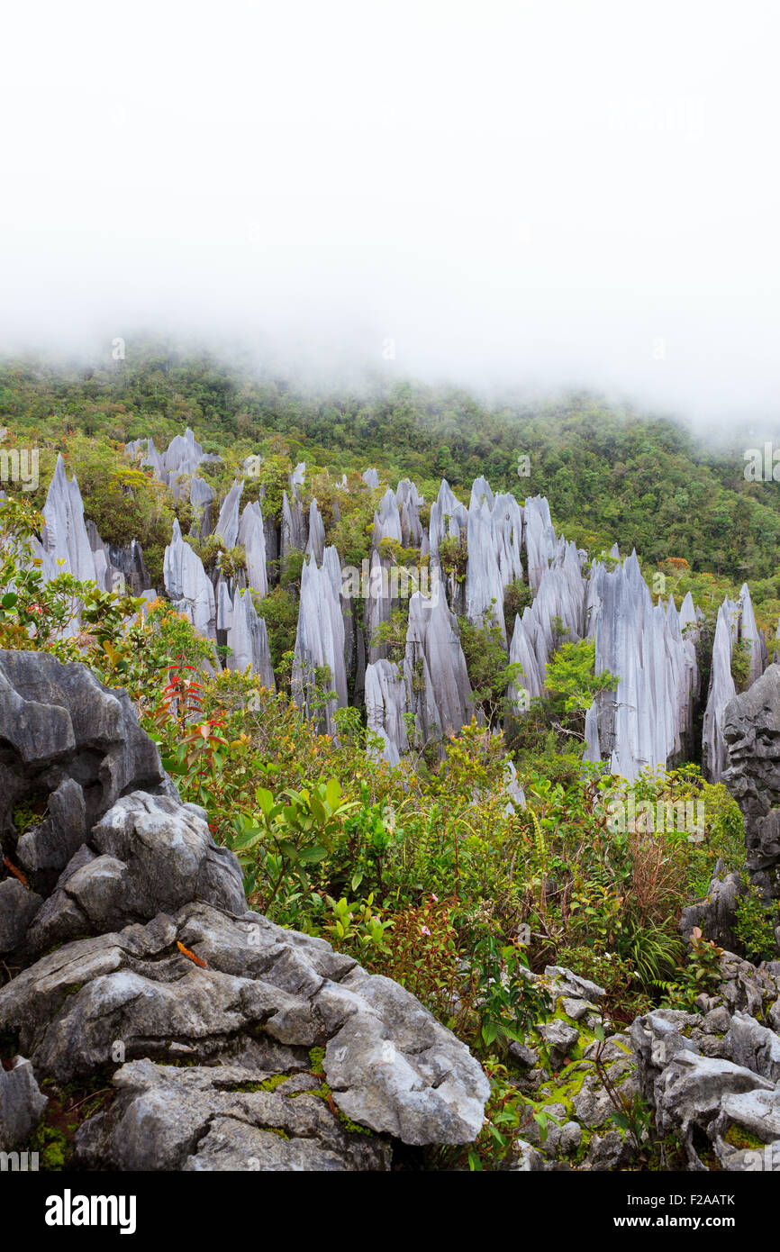 Limestone pinnacles at gunung mulu national park Stock Photo - Alamy