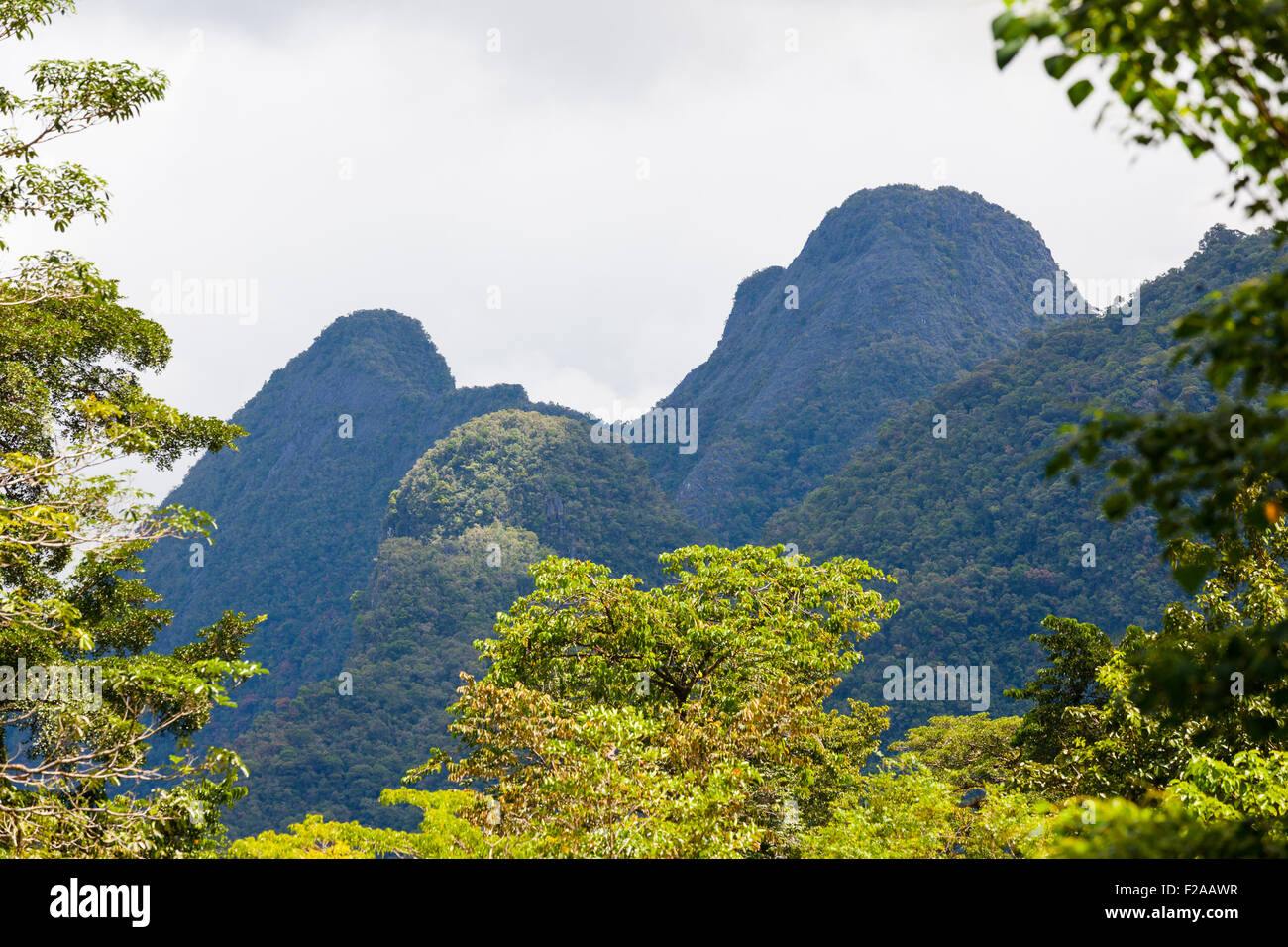 Exotic rainforest landscape Stock Photo - Alamy